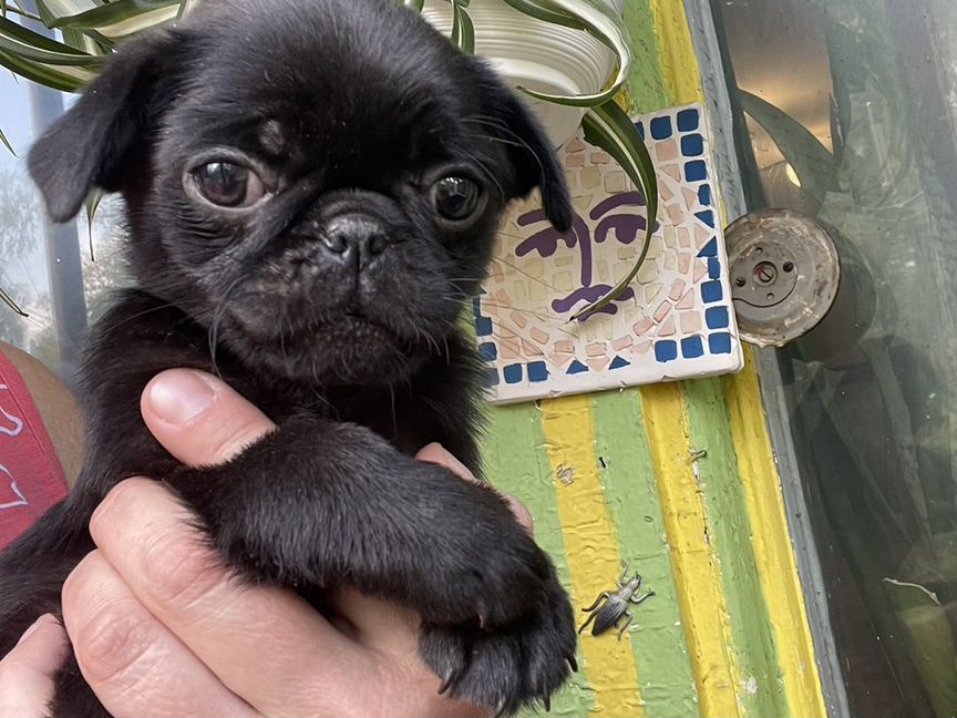 Щенки мопса