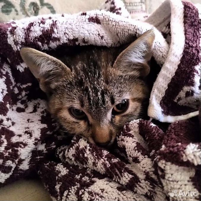 Напуганый бездомный котенок (Мурка)