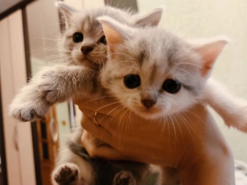 Кошка