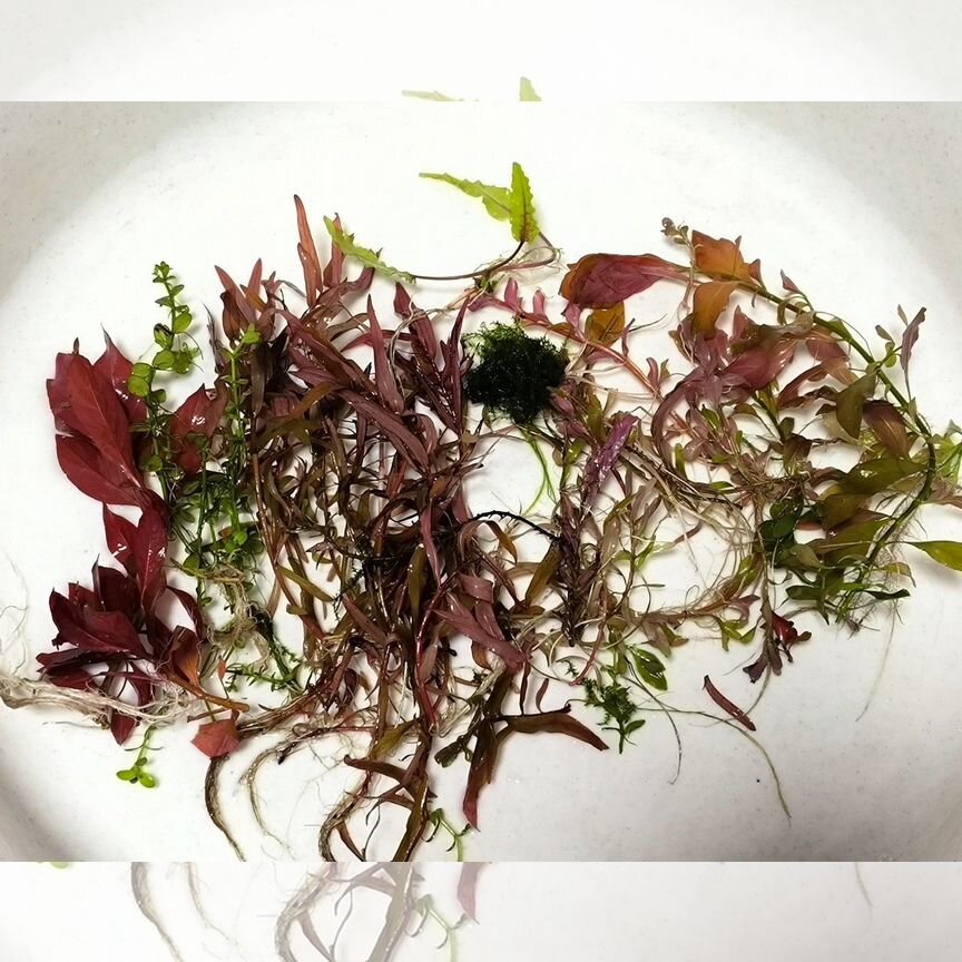 Прополка аммания,людвигия,линдерния