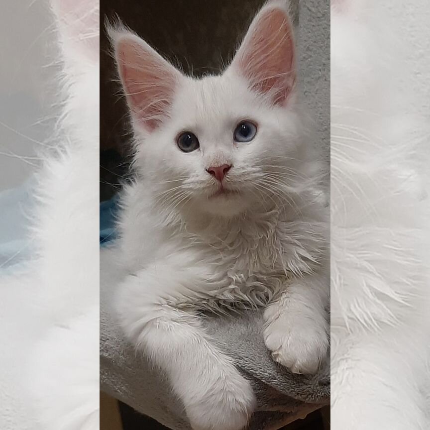 Котята мейн-кун