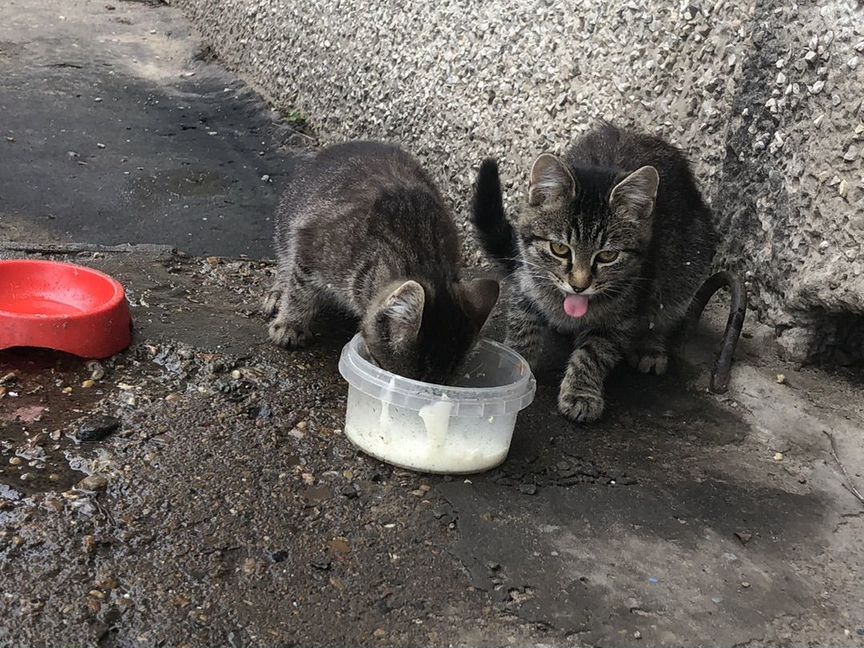 Котята ждут мам и пап