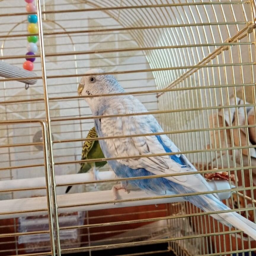 Волнистый попугай