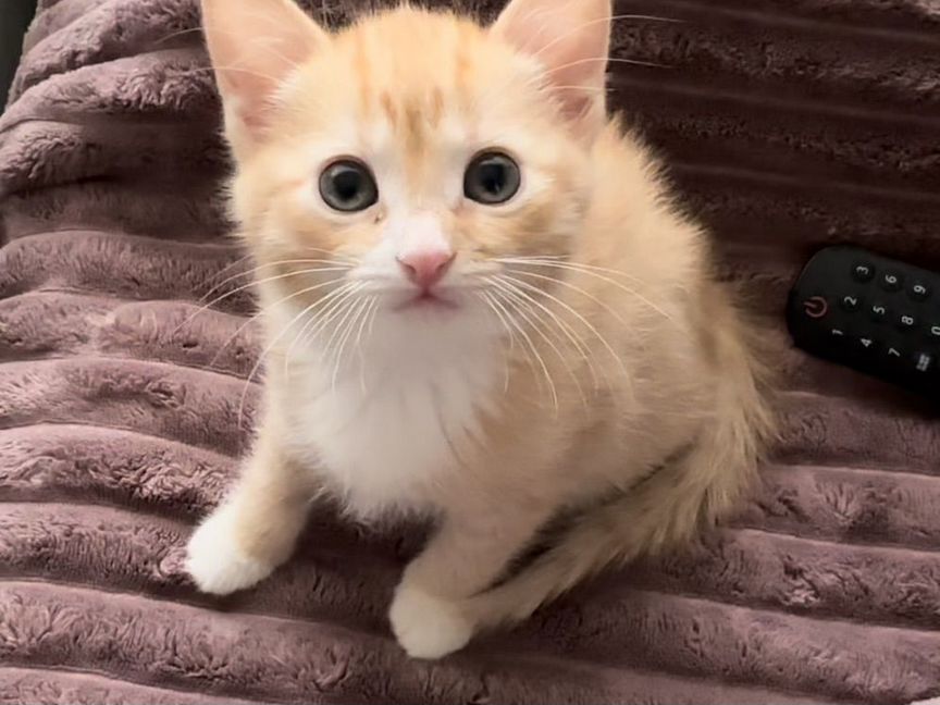 Котята