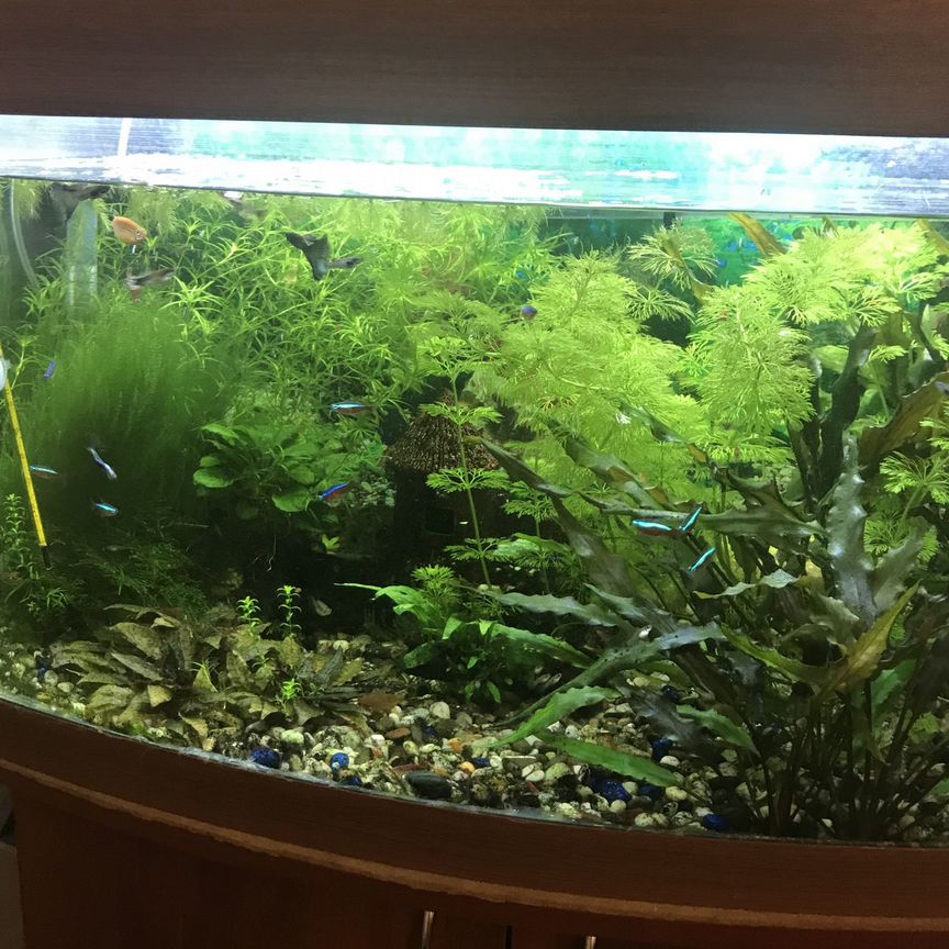 Аквариумные рыбки гуппи