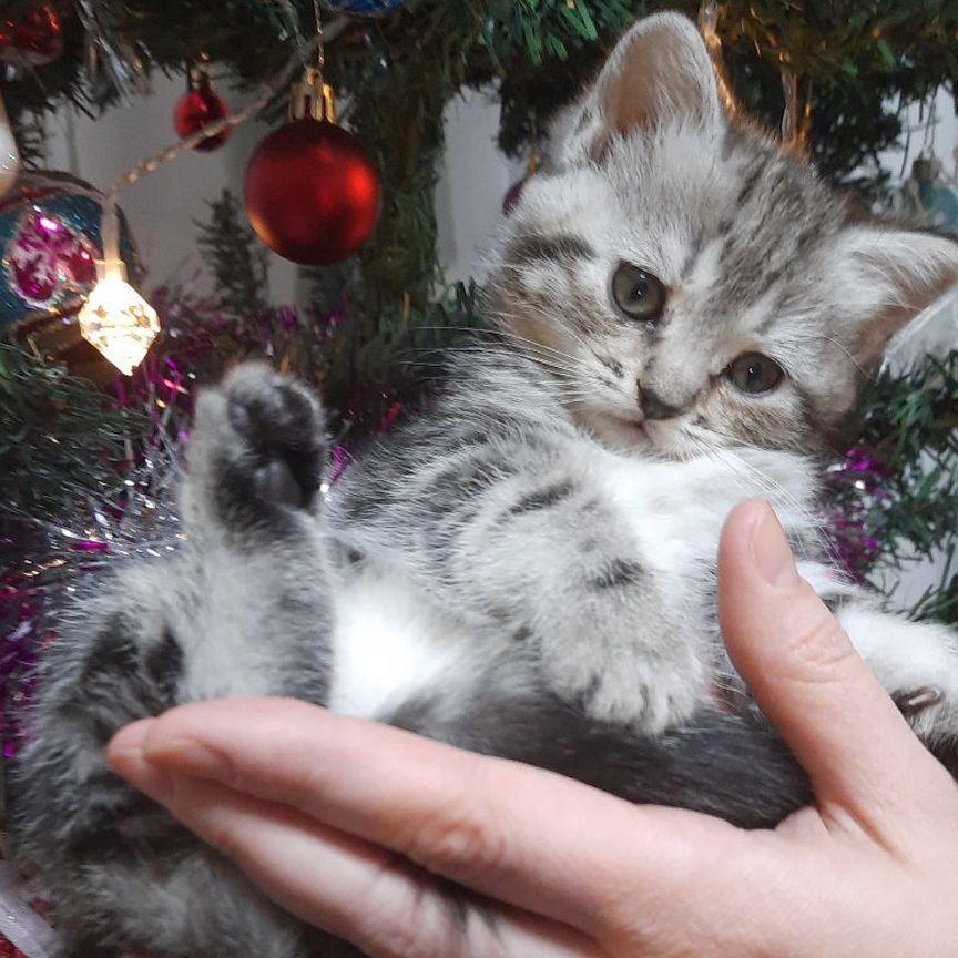 Шотландские-рождественские котята