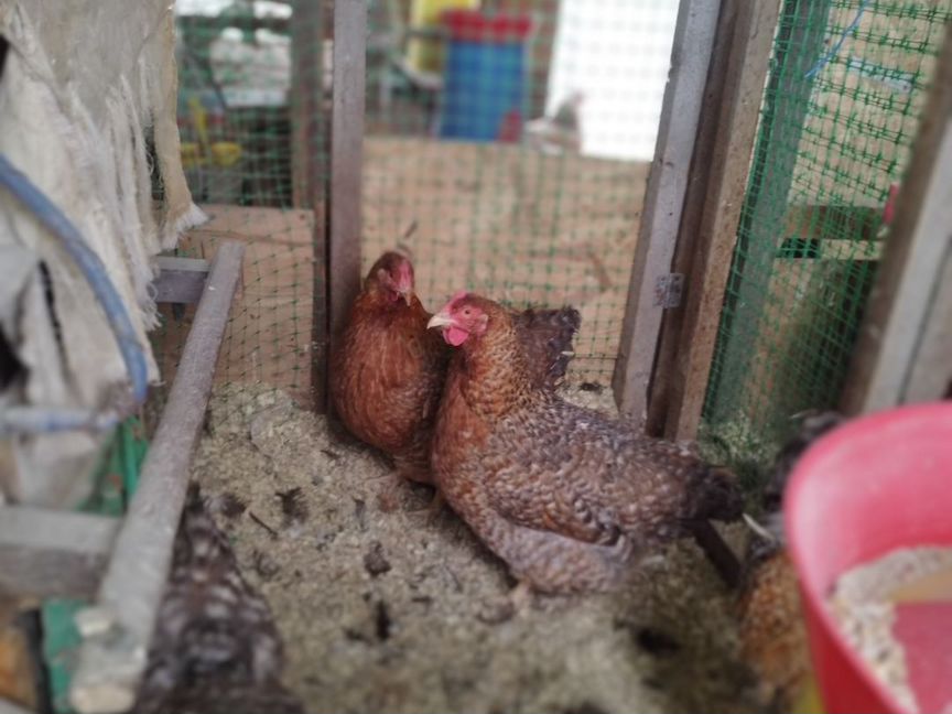 Породные куры белифельдер