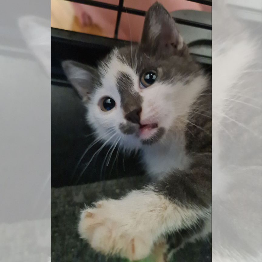 Котёнок в добрые руки