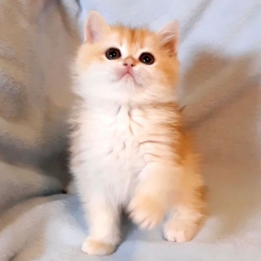 Британский короткошёрстный котёнок