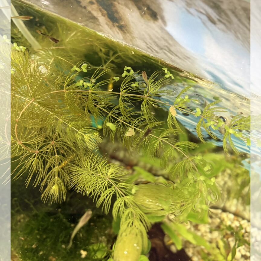 Мальки гуппи