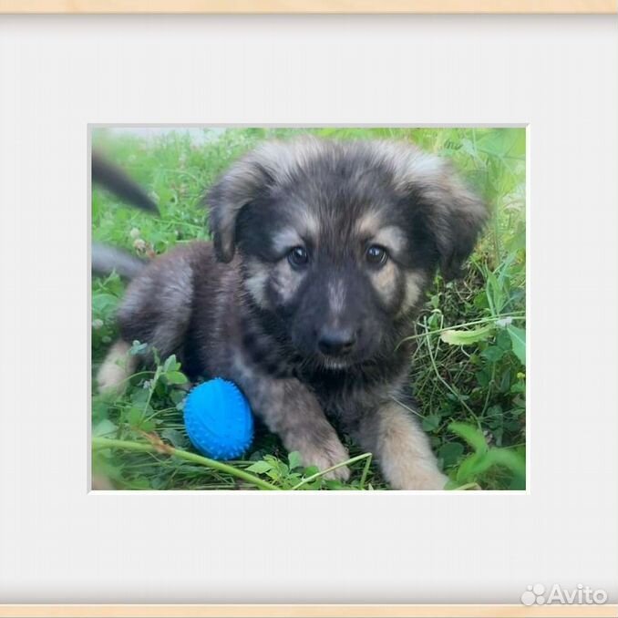 Щенок(метис нео) в добрые руки