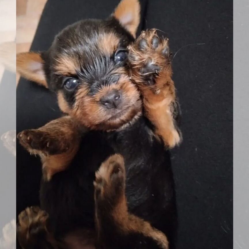 Йоркширский терьер, щенок