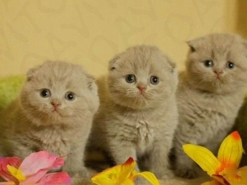 Шотландские вислоухие котята