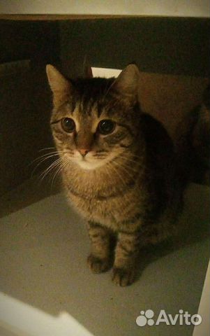 Кошка Котенок девочка 8 месяцев