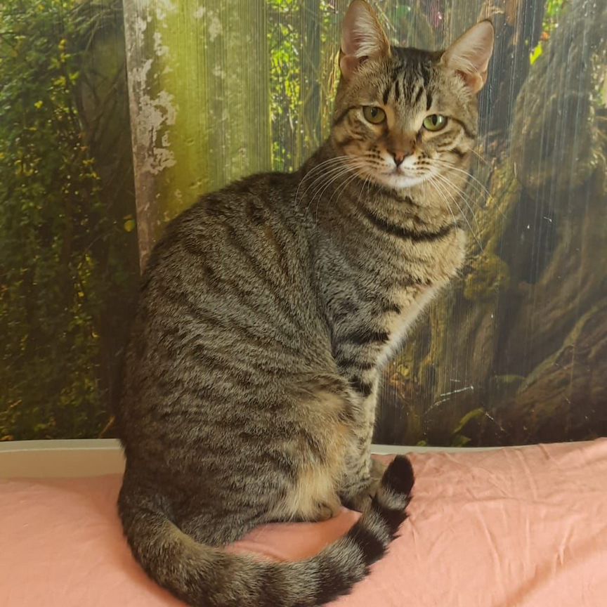 Кошки в добрые руки бесплатно