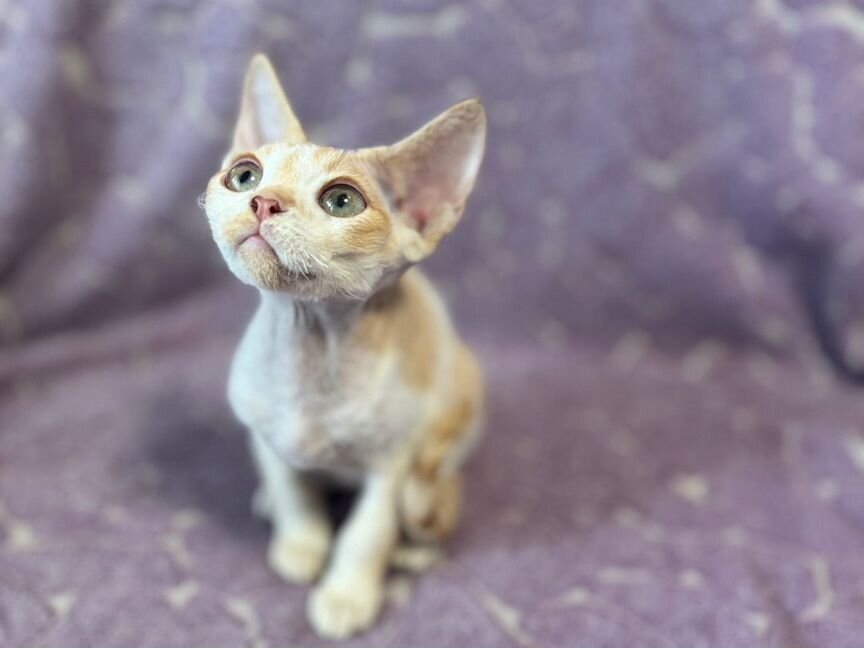 Котята девон-рекс