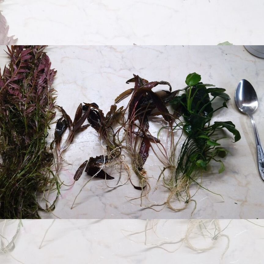 Анубиас, ротала индика, криптокорина