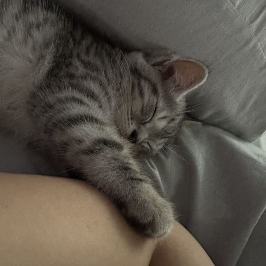 Шотландский кот