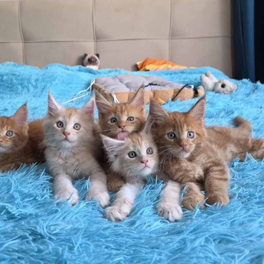 Мейн-кун котёнок