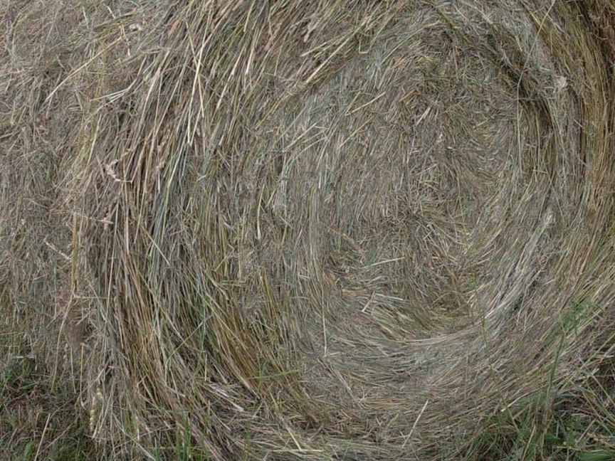 Продам сено в рулонах