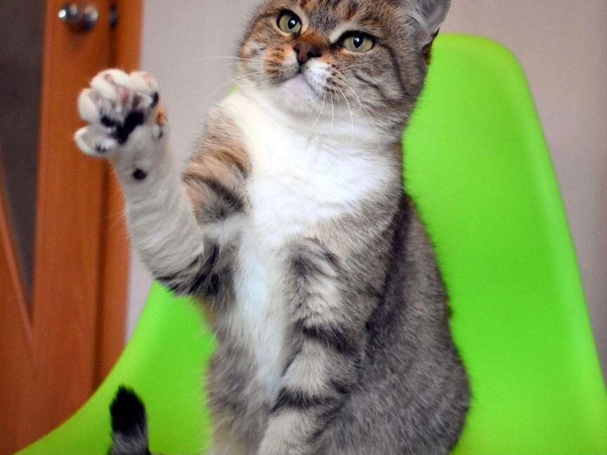 Красавица Лола