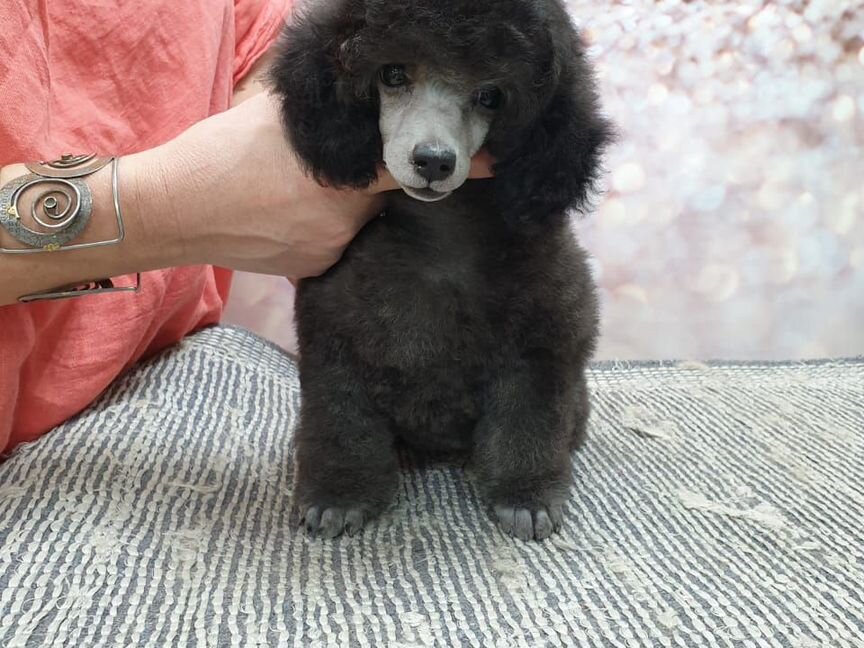 Той-Пудель Сука серый