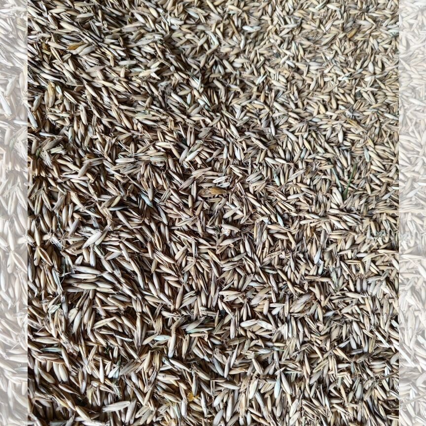 Продам ячмень,овёс