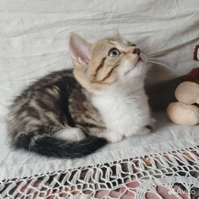 Манчкин котята стандарт редких окрасоа