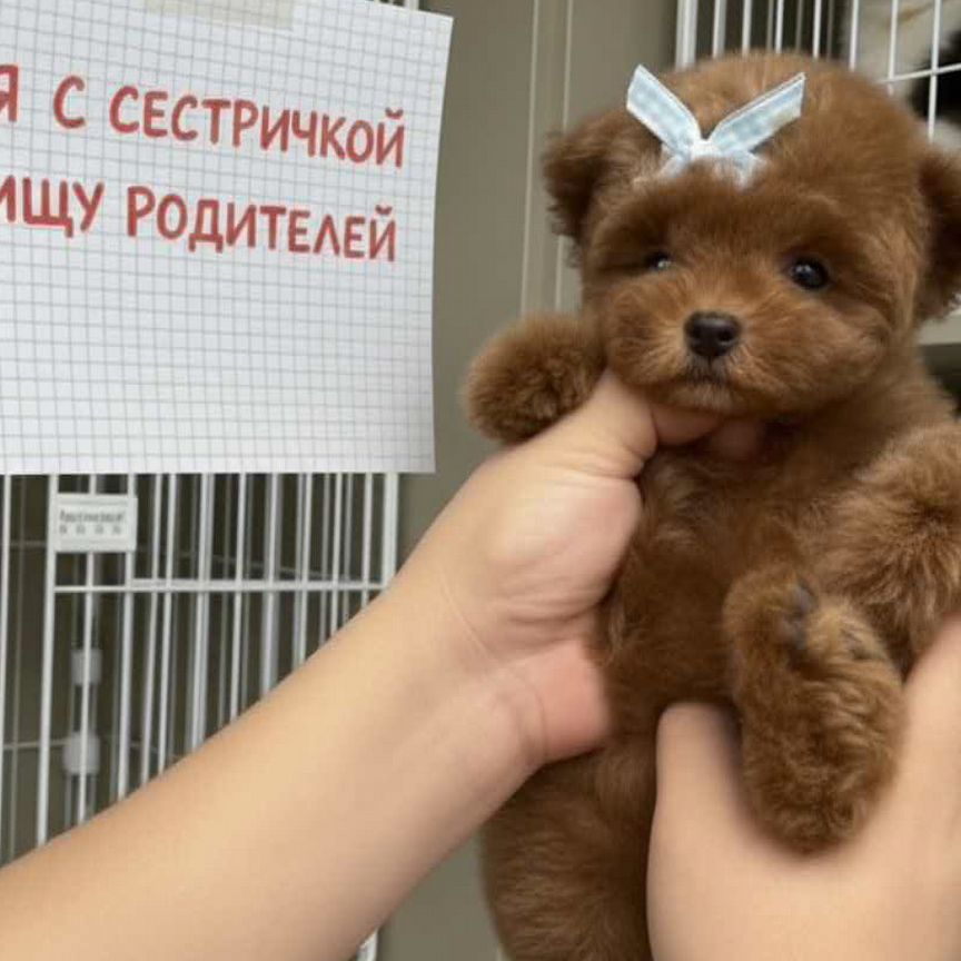 Мальтипу, щенок