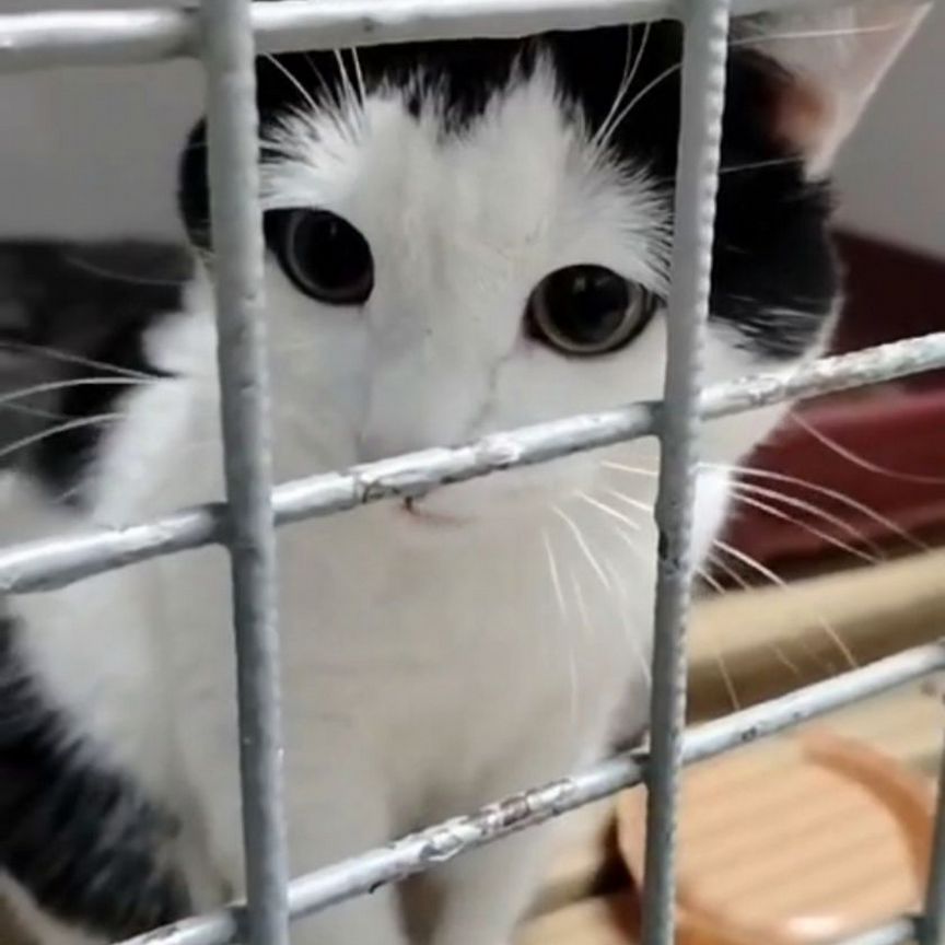 Котик в добрые руки