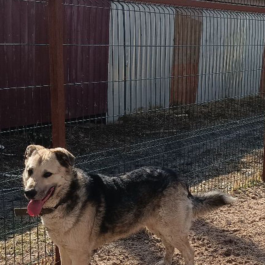 Взрослая собака в добрые руки