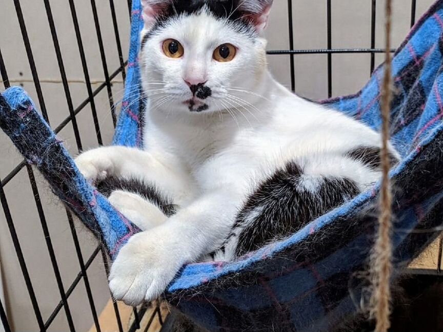 Котик Вильгельм в добрые руки