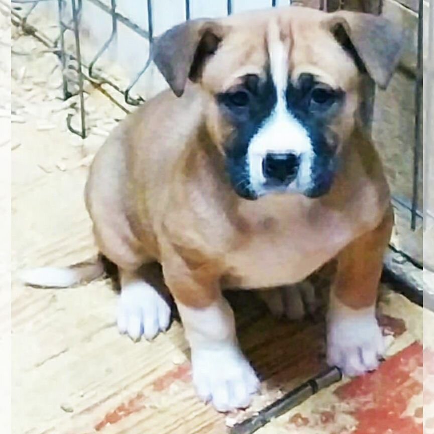 Щенок стаффорда