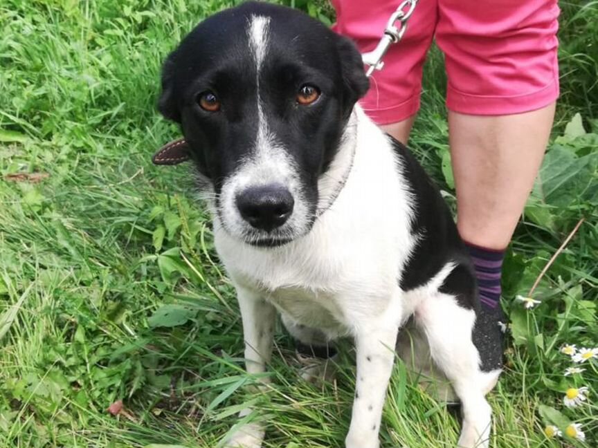 Умняшка Жулька