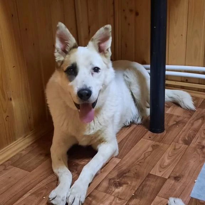 Собака в добрые руки