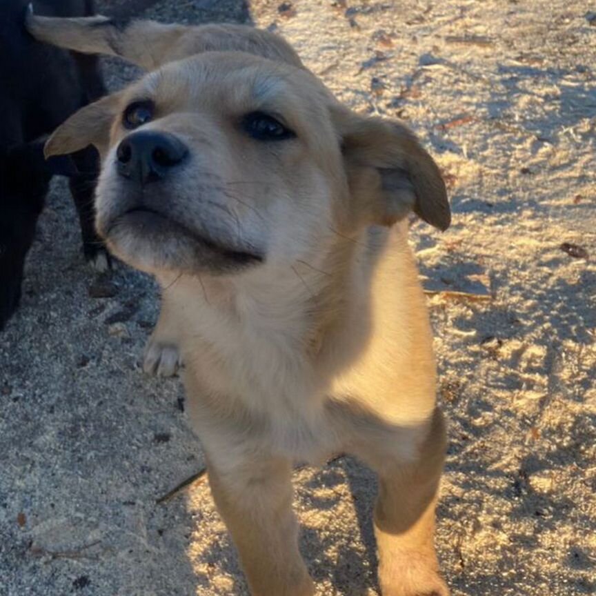 Щенок в добрые руки