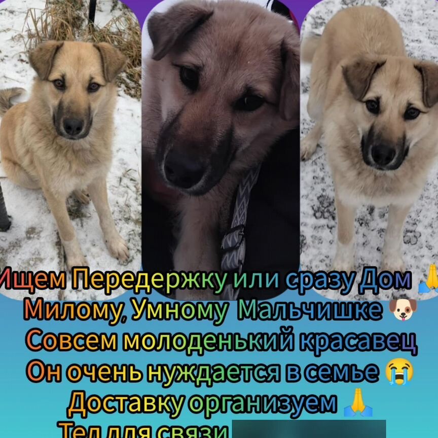 Кобель в ответственные руки