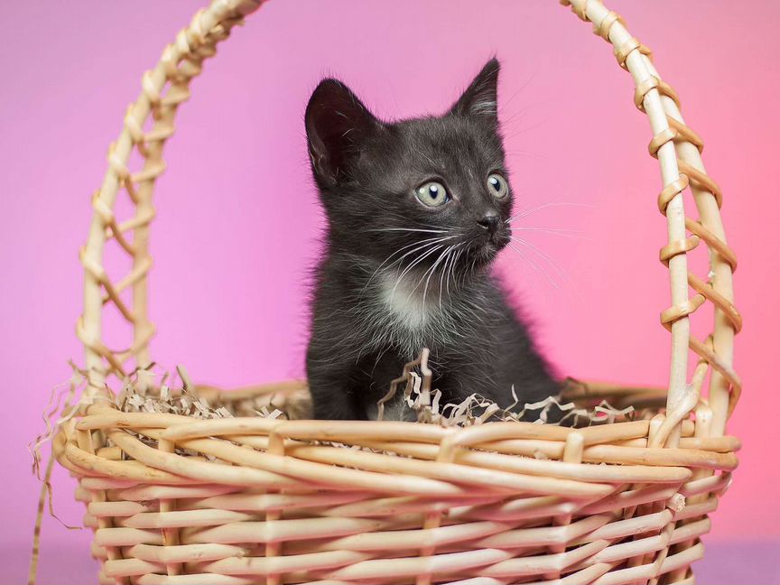 Котик Тимоша 2 месяца в дар