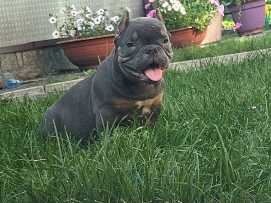 Американский булли микро,покет