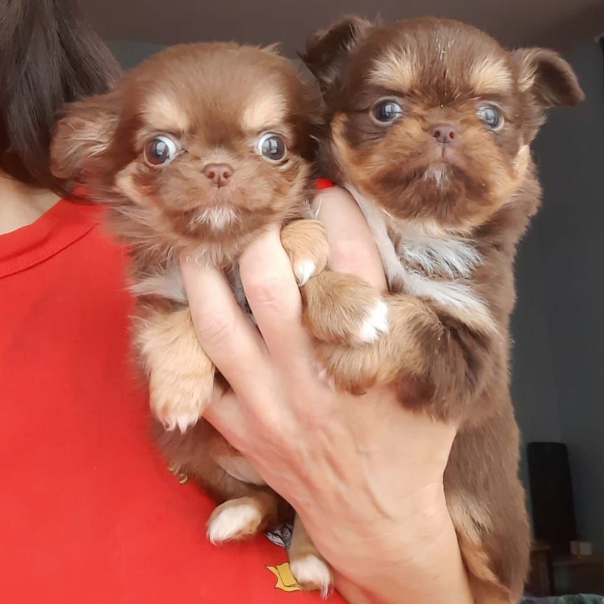 Чихуахуа, щенок