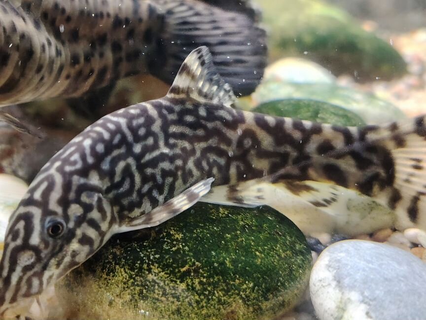 Боция мраморная