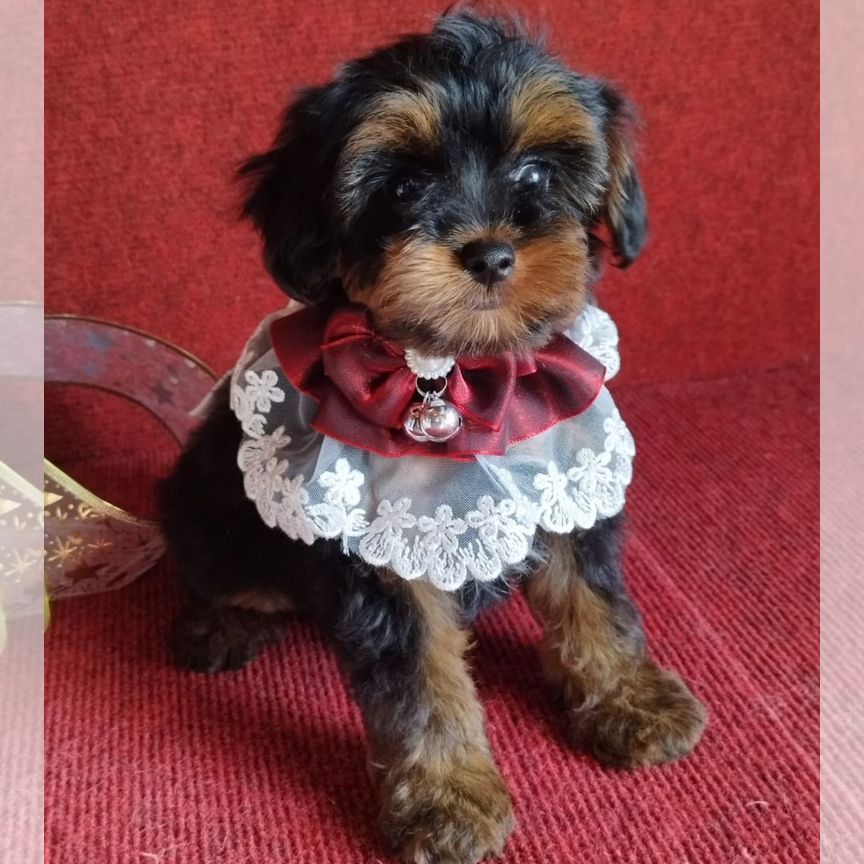 Мальтипу девчонки