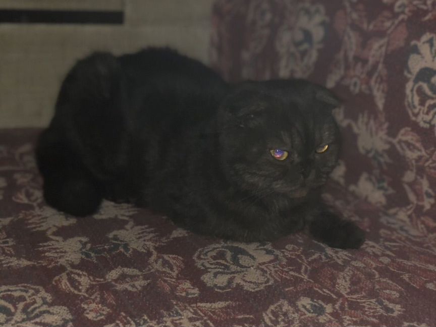 Кошка