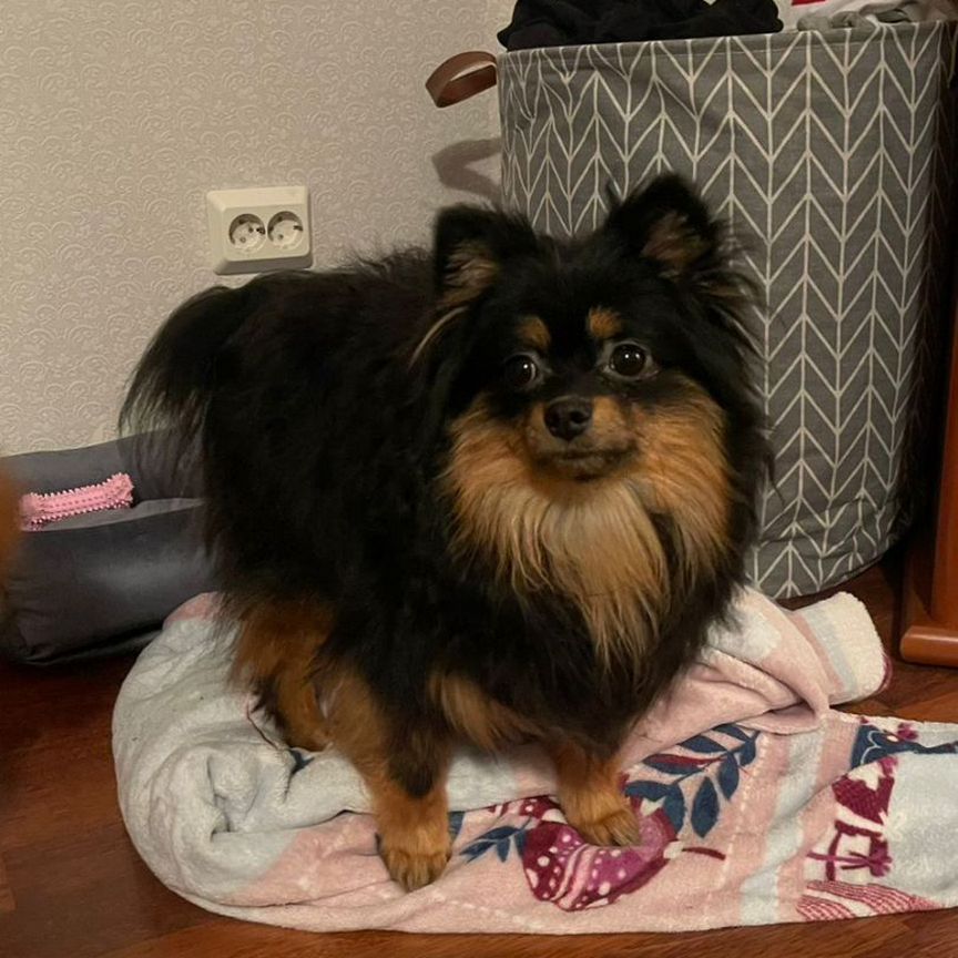 Померанский шпиц, щенок