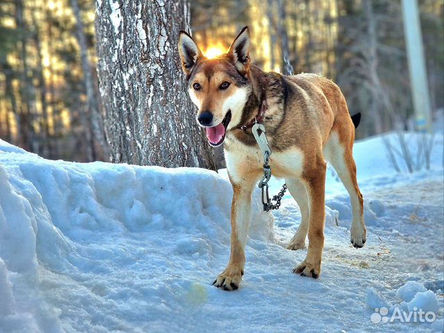 Собака Рэя стерилизована 3г. Привита, привезем