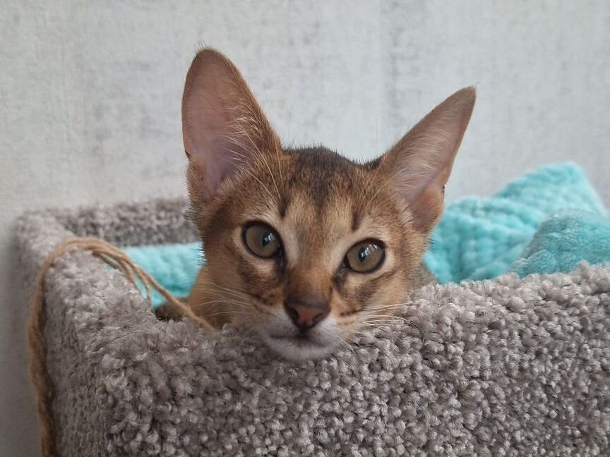 Абисинский котенок
