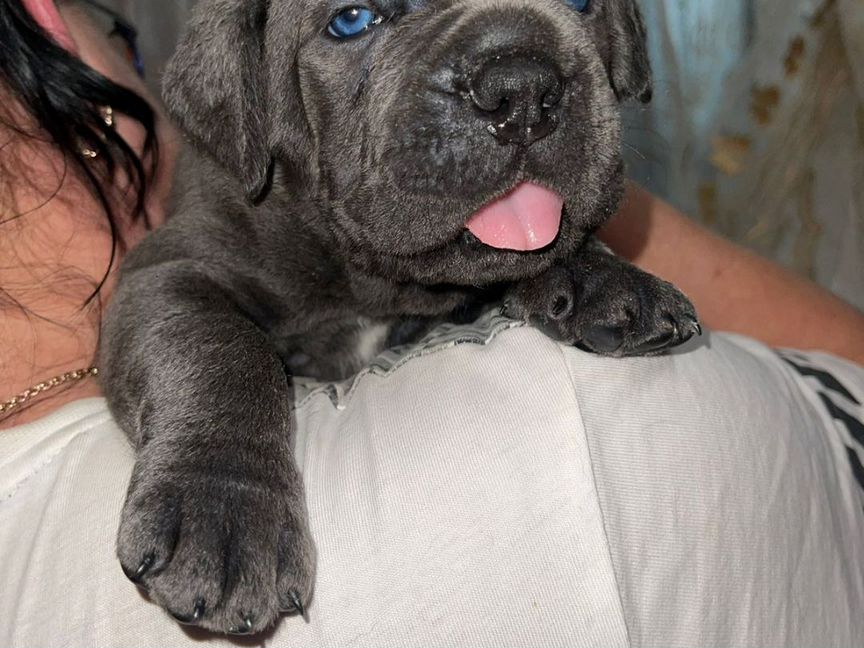 Щенки кане Корсо