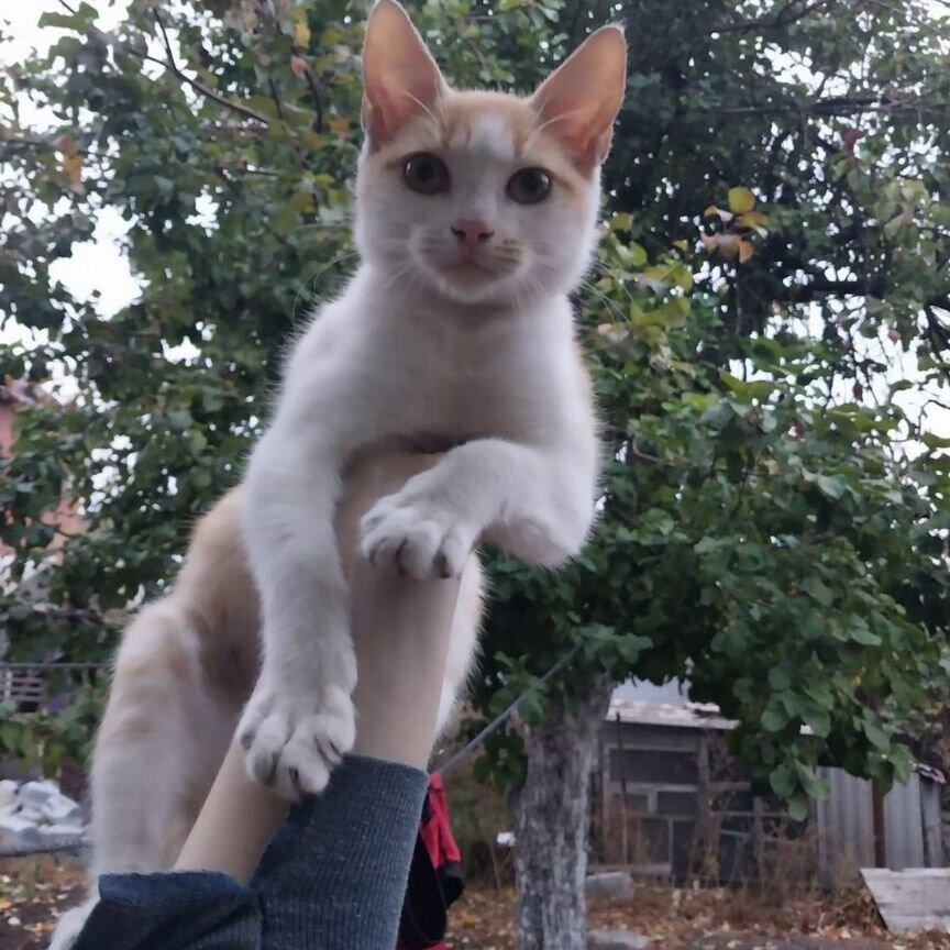 Котик в добрые руки