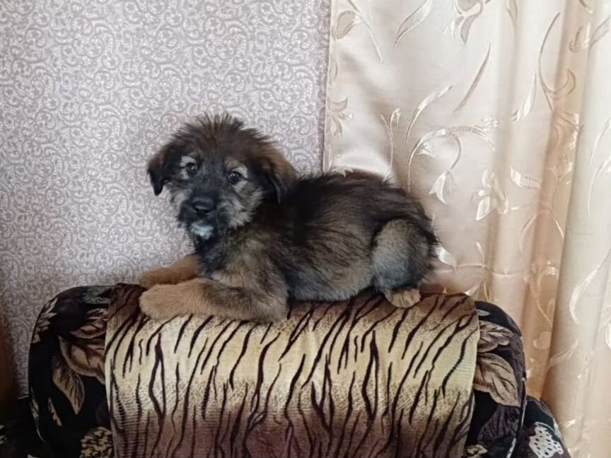 Собака. Щенок (2 месяца) мальчик