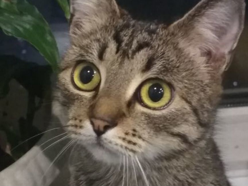 Отдадим котика